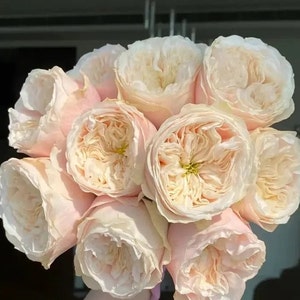 Rose 'darlington' 达林顿 2 Gal Live Plant Shrub Rose - Etsy