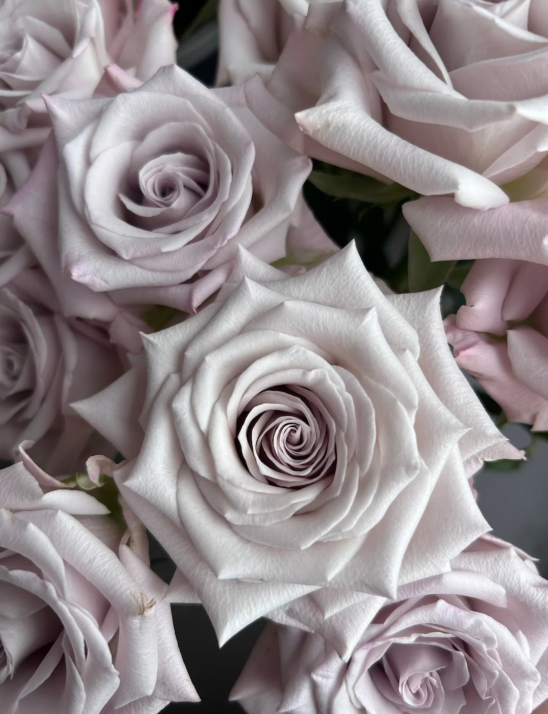 Rose 'menta' 曼塔 1 Gal Live Plant Shrub Rose - Etsy