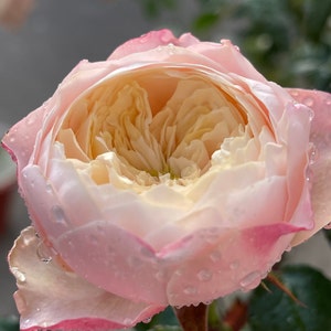 Rose 'darlington' 达林顿 2 Gal Live Plant Shrub Rose - Etsy
