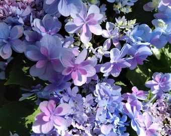 Japanese Double Hydrangea 'head Flower' 头花 1 Gallon Live Plant - Etsy