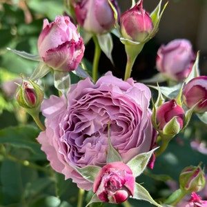 Rose 'lansiqiu' 蓝丝球 1 Gal Live Plant Shrub Rose - Etsy