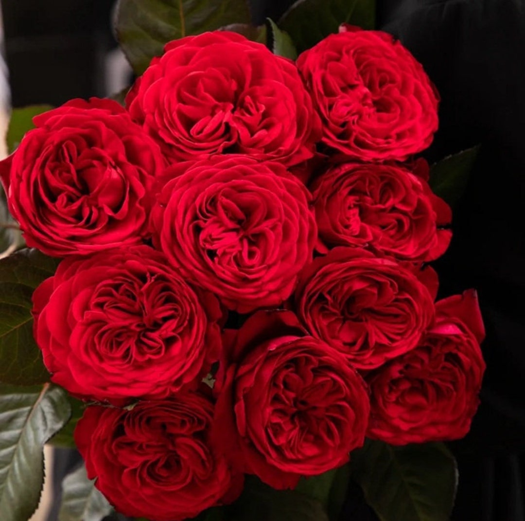 Rose 'lotus Lantern' 宝莲灯 1 Gal Live Plant Shrub Rose,cut Rose - Etsy