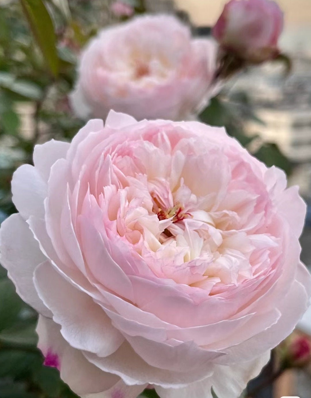 Japanese Rose 'sugar' 砂糖 1 Gal Live Plant Shrub Rose - Etsy