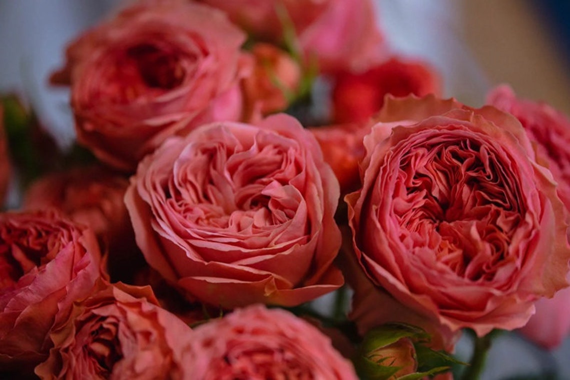Bella Trendsetter Netherlands Florist Shrub Rose - Etsy