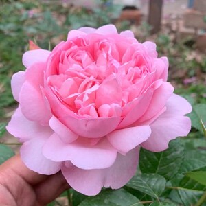 Rose 'mauritia' (远古大陆) (1 Gal+ Live Plant) Shrub Rose - Etsy