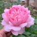 Rose 'mauritia' 远古大陆 1 Gal Live Plant Shrub Rose - Etsy