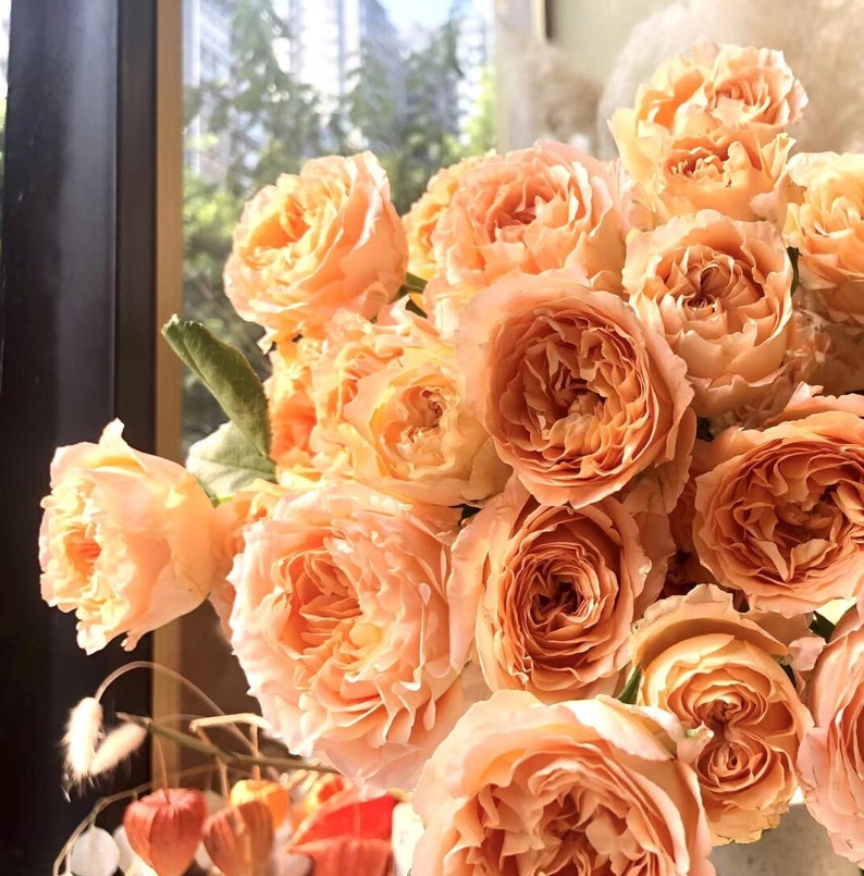 Rose 'apricot Lace' 杏色蕾丝 1 Gal Bare Root - Etsy