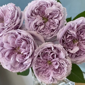 Japanese Rose 'repartil' 重启 1 Gal Live Plant Shrub Rose - Etsy