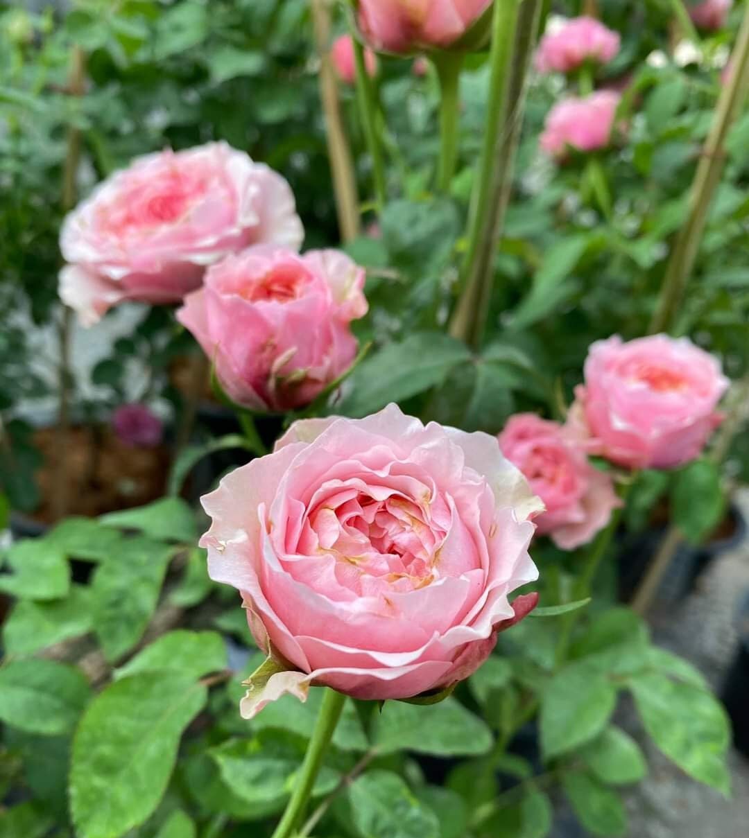 Rose 'victoria Kisses' (维多利亚吻) (1gal+ Live Plant) Shrub Rose Cut Rose ...