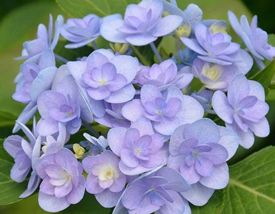 Japanese Double Hydrangea 'magical Revolution' 你我的永恒 - Etsy