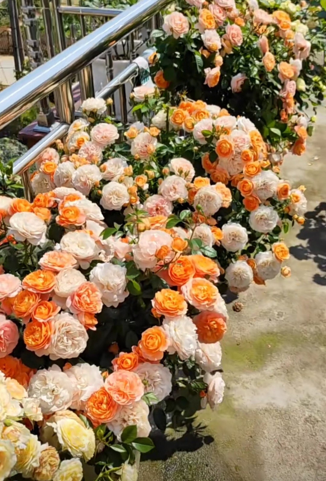 Rose 'Juicy Terrazza' 果汁阳台 2 Gal Live Plant Shrub Rose - Etsy.de