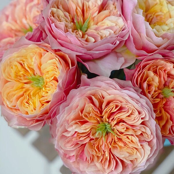 Tecoma X Orange Jubilee 'tecoma Alata' Seeds Flaming Bells, Orange ...