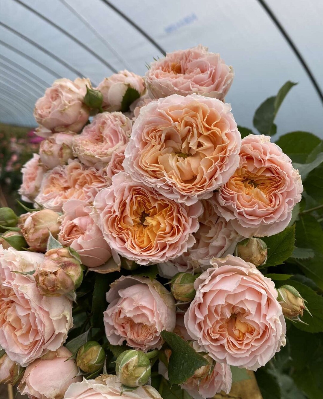 Rose 'GA Peach' (格鲁吉亚桃子) (1gal Live Plant) Shrub Rose - Etsy