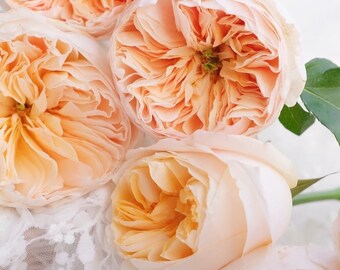 Rose Bare Root - Etsy