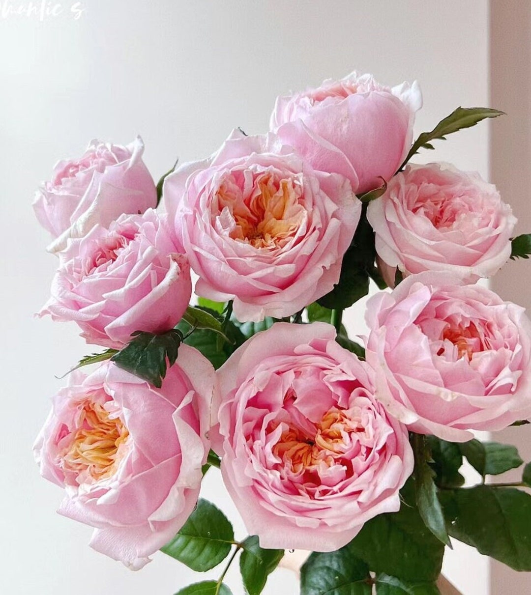 Rose 'notting Hill' 诺丁山 2 Gal Live Plant Shrub Rose - Etsy