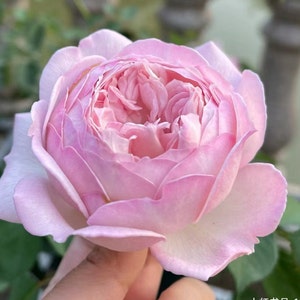 Japanese Rose 'sugar' 砂糖 1 Gal Live Plant Shrub Rose - Etsy