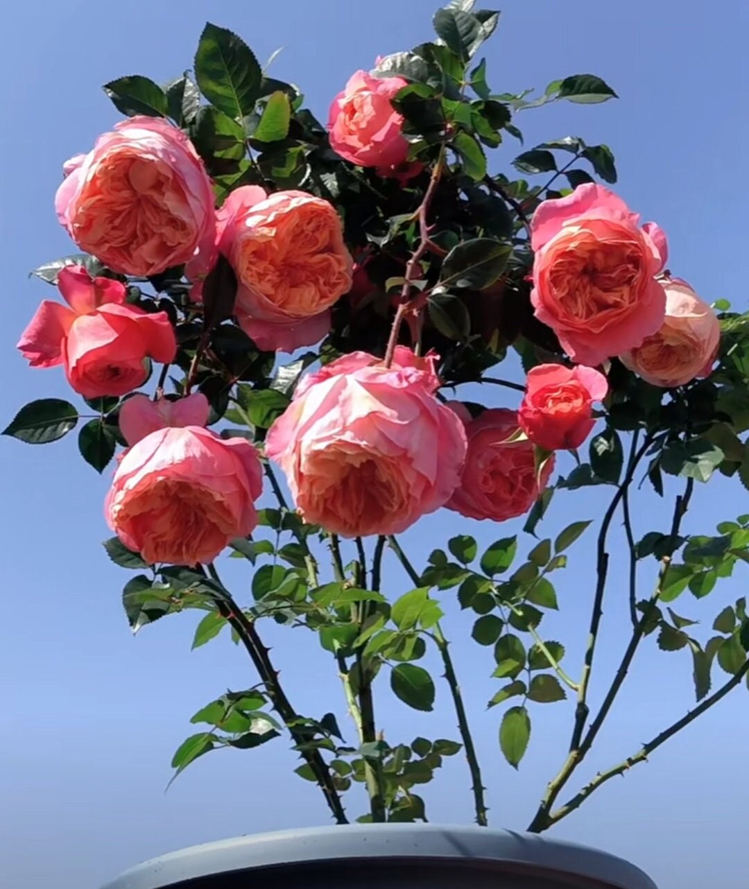Rose 'victorian Secret' (维多利亚的秘密) (1 Gal+ Live Plant) Shrub Rose - Etsy