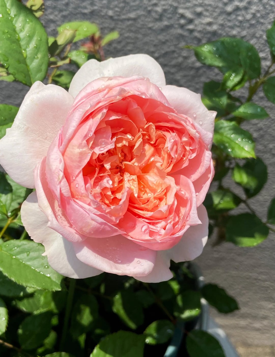 Rose 'tao Ran' 桃染 1 Gal Live Plant Shrub Rose - Etsy