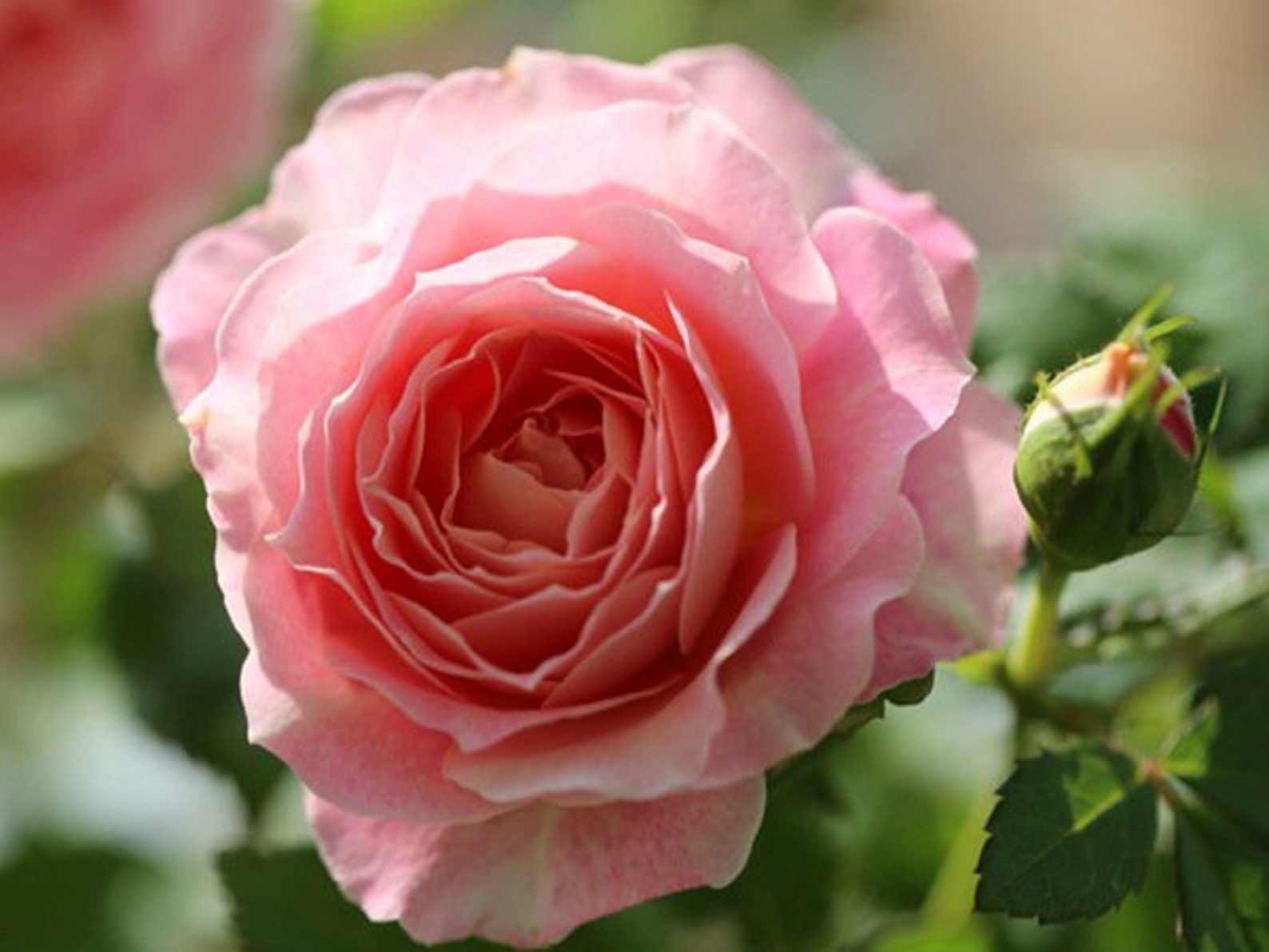 Rose 'neptune King Terrazza' 海神王阳台 1 Gal Bare - Etsy