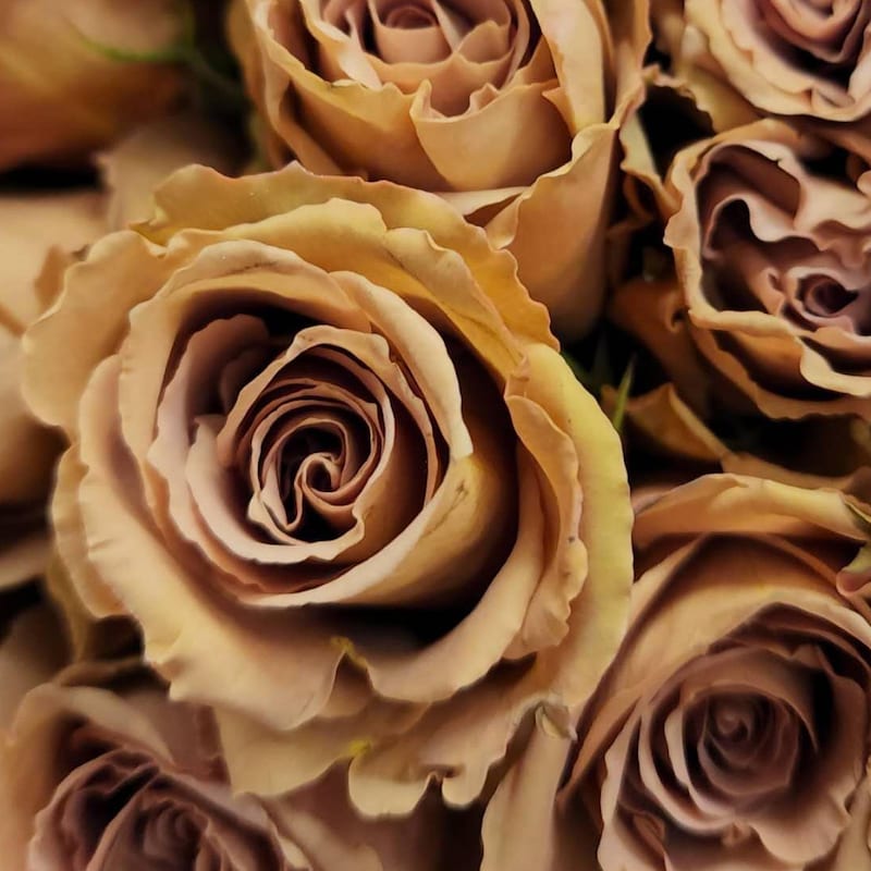 Toffee Rose - Etsy