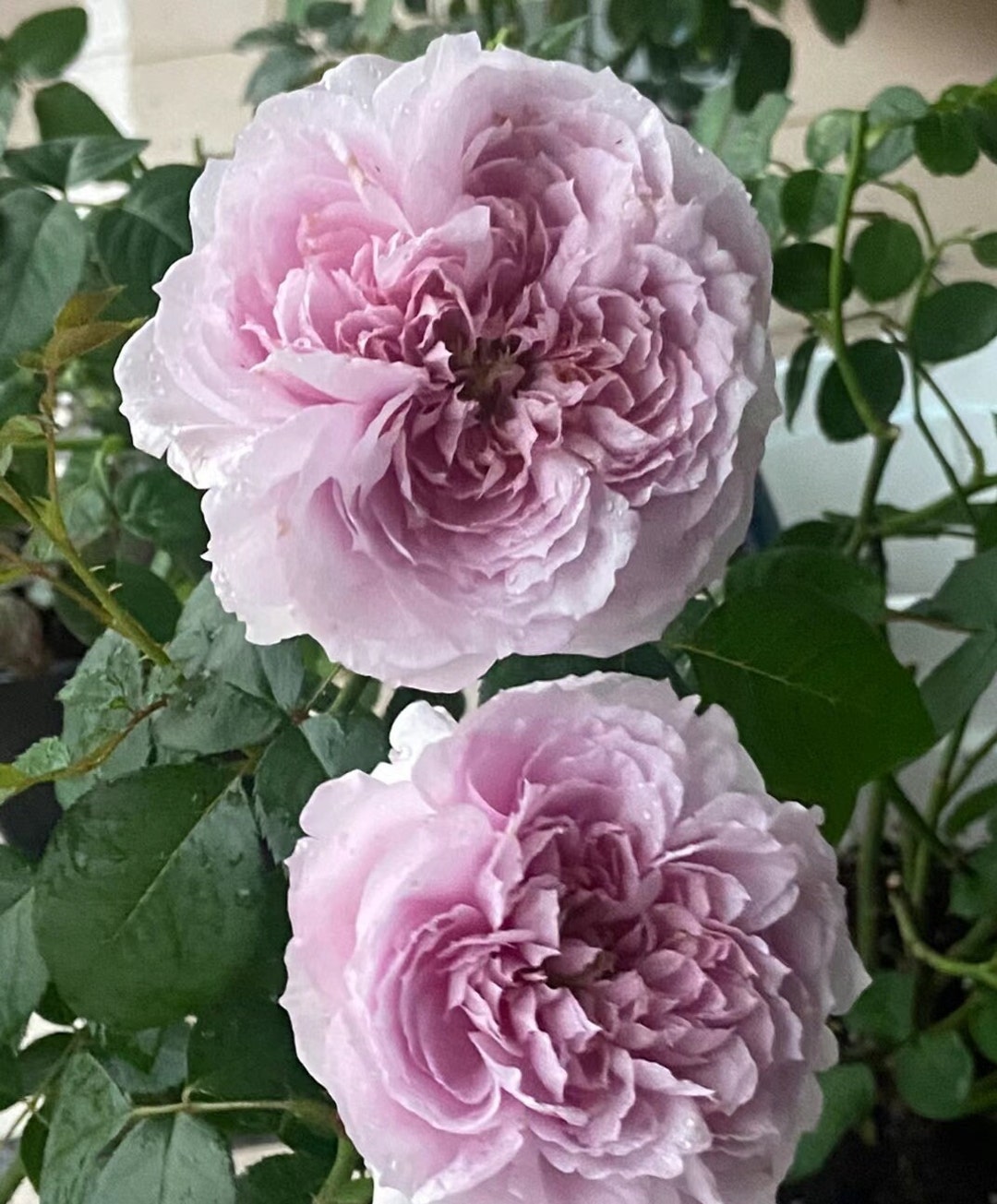 Roserepartilリパルティル重启 Rare Japanese Cutting Flower Live - Etsy