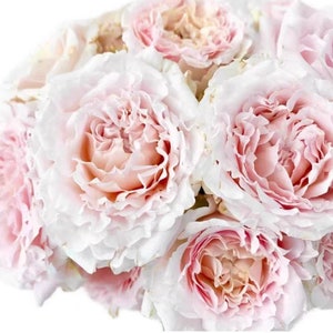 Rose 'wedding Rosever' (蜜月) (1 Gal+ Live Plant) Shrub Rose - Etsy