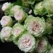 Rose 'mauritia' (远古大陆) (1 Gal+ Live Plant) Shrub Rose - Etsy