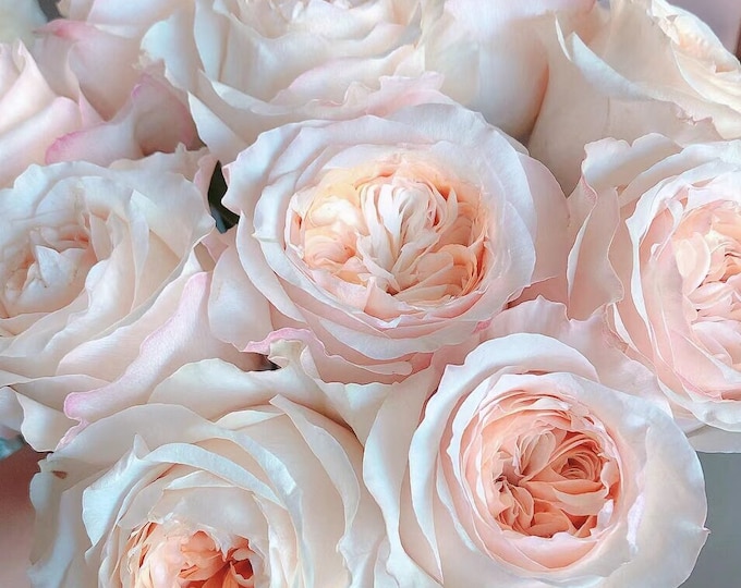 Regal Radiance Queen Elizabeth Pink Rose Seeds Grace Your Garden With ...