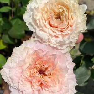 Japanese Rose 'tsumugi Fuli' 绵绸富力 2 Gal Live Plant Shrub Rose - Etsy