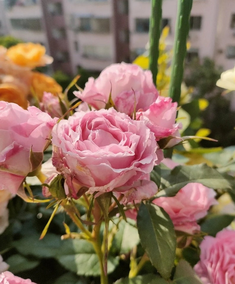 Rose 'neptune King Terrazza' 海神王阳台 1 Gal Bare - Etsy