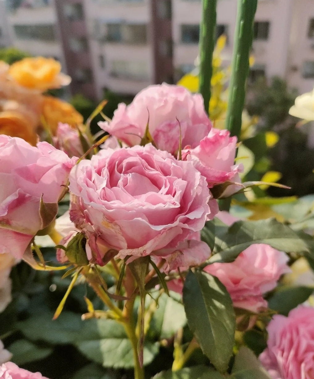 Rose 'neptune King Terrazza' 海神王阳台 1 Gal Bare - Etsy