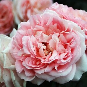 Rose 'mauritia' (远古大陆) (1 Gal+ Live Plant) Shrub Rose - Etsy