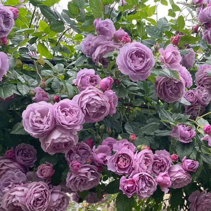 Purple Climbing Rose - Etsy