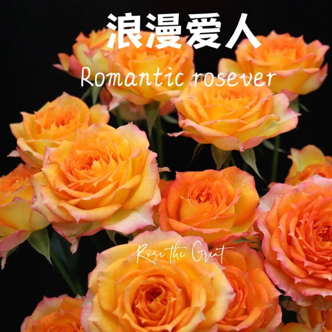 Rose romantic Rosever 浪漫爱人 1gal Live Plant - Etsy