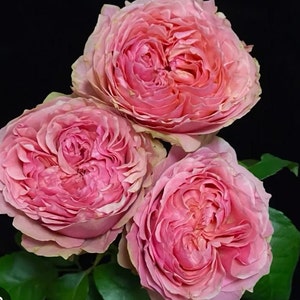 Rose 'victoria Kisses' (维多利亚吻) (1gal+ Live Plant) Shrub Rose Cut Rose ...
