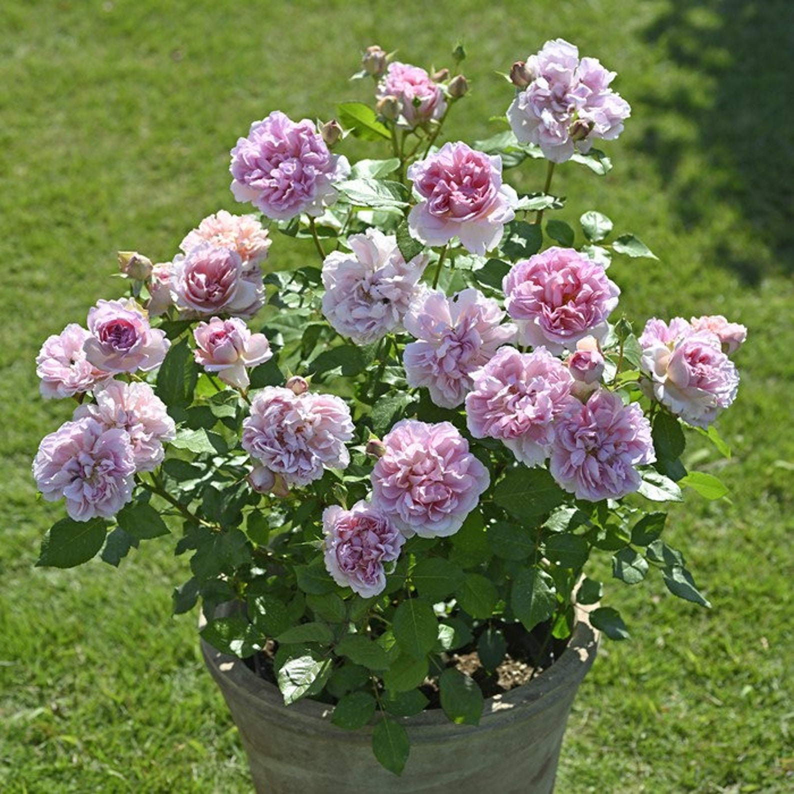 Rose 'rosier Alexandra David Neel' 绝代艳后 1 Gal Bare - Etsy