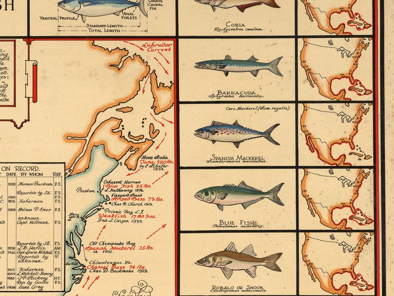 Vintage 1936 Saltwater Fish Map Poster: Retro USA Wall Art - Etsy