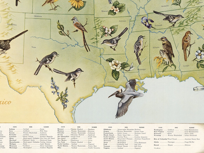 Vintage State Bird and Flower Map of the United States 1965 Classroom ...