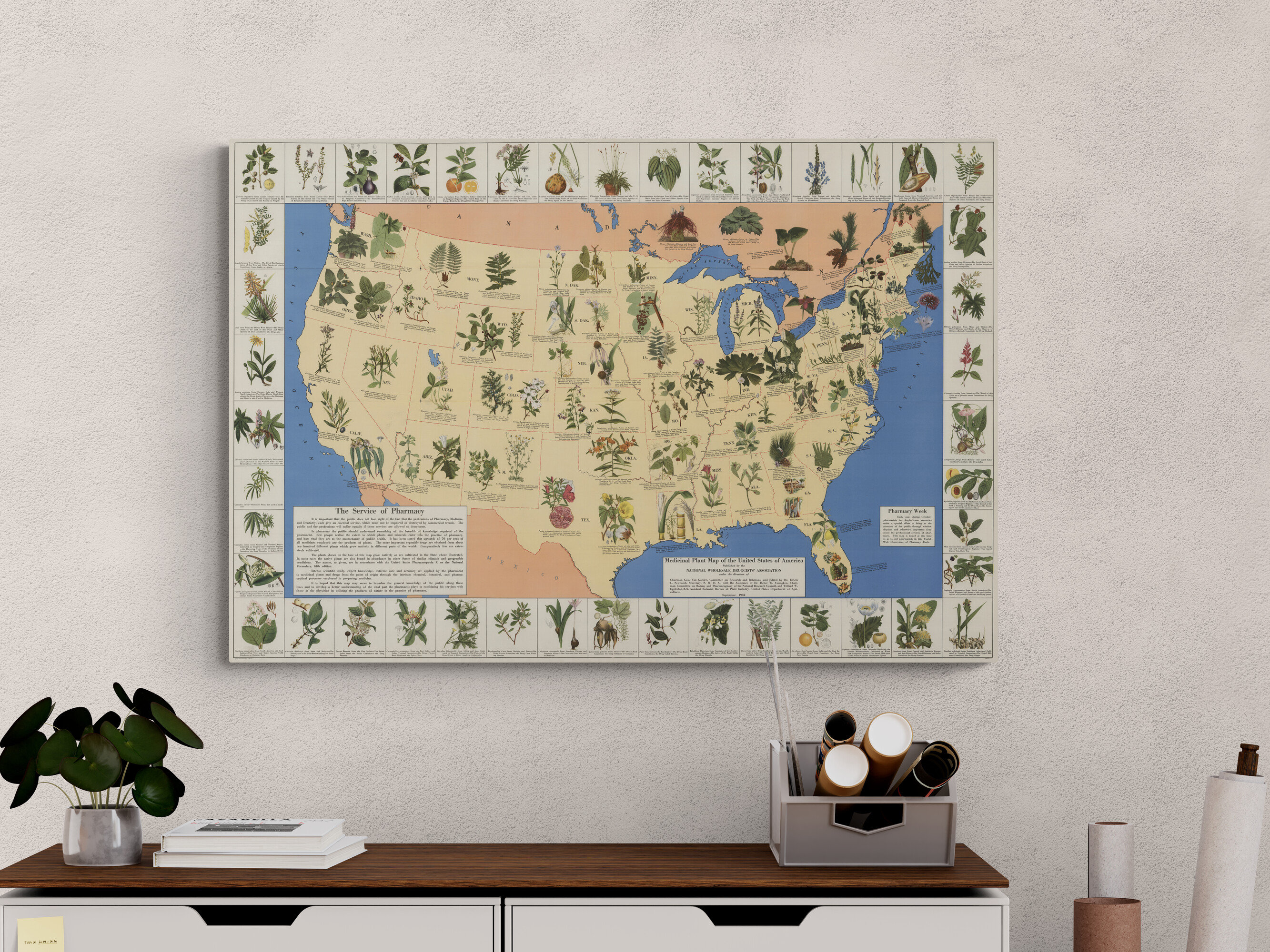 1932 Medicinal Plant Map: Vintage Naturopath Art Poster - Etsy