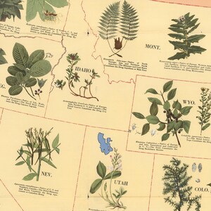 Medicinal Plant Map of the United States of America 1932 Naturopath Art ...