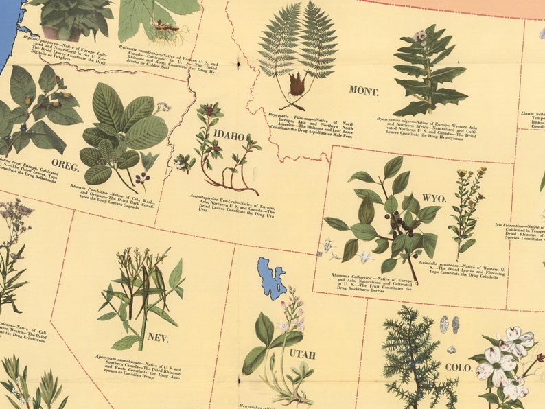 Medicinal Plant Map of the United States of America 1932 Naturopath Art ...