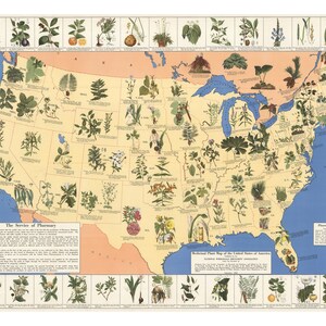 Medicinal Plant Map of the United States of America 1932 Naturopath Art ...