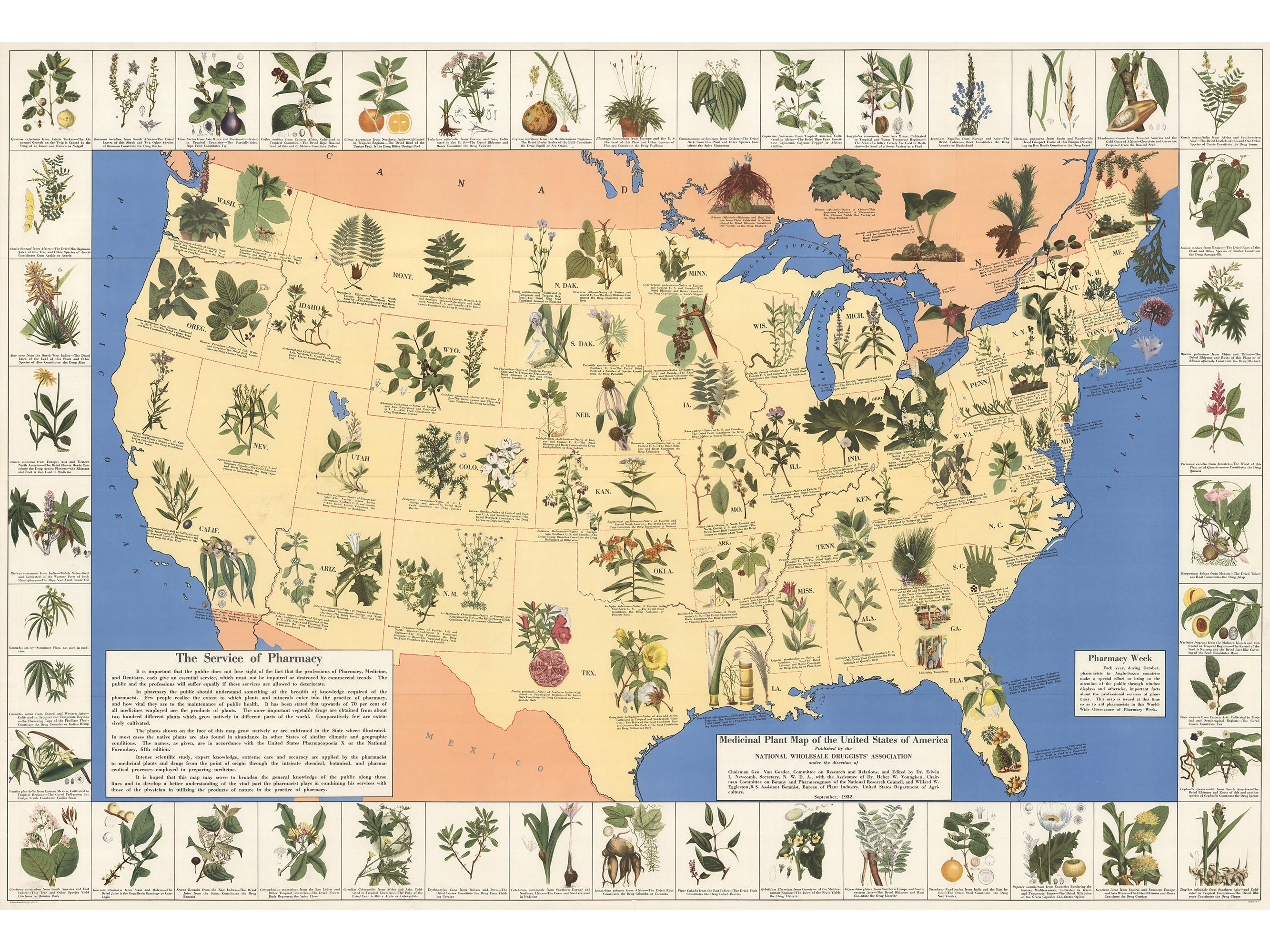 Medicinal Plant Map of the United States of America 1932 Naturopath Art ...
