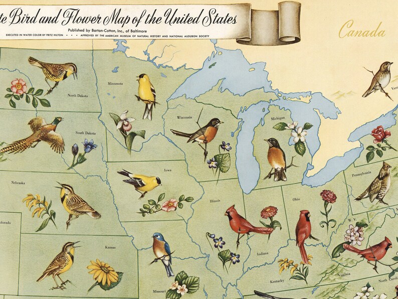 Vintage State Bird and Flower Map: 1965 Illustrated Americana Wall Art ...