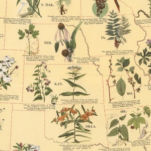 Medicinal Plant Map of the United States of America 1932 Naturopath Art ...