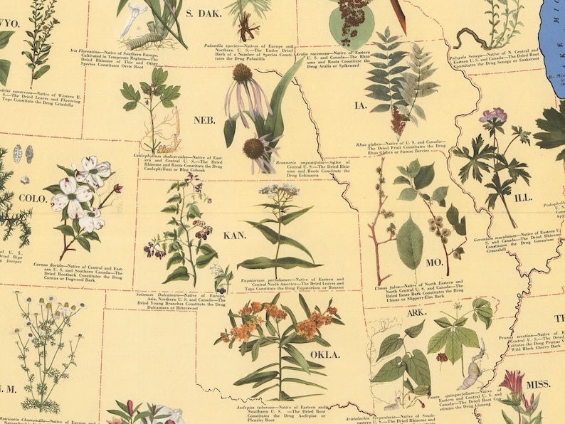 1932 Medicinal Plant Map: Vintage Naturopath Art Poster - Etsy