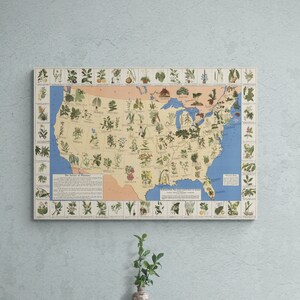 Medicinal Plant Map of the United States of America 1932 Naturopath Art ...