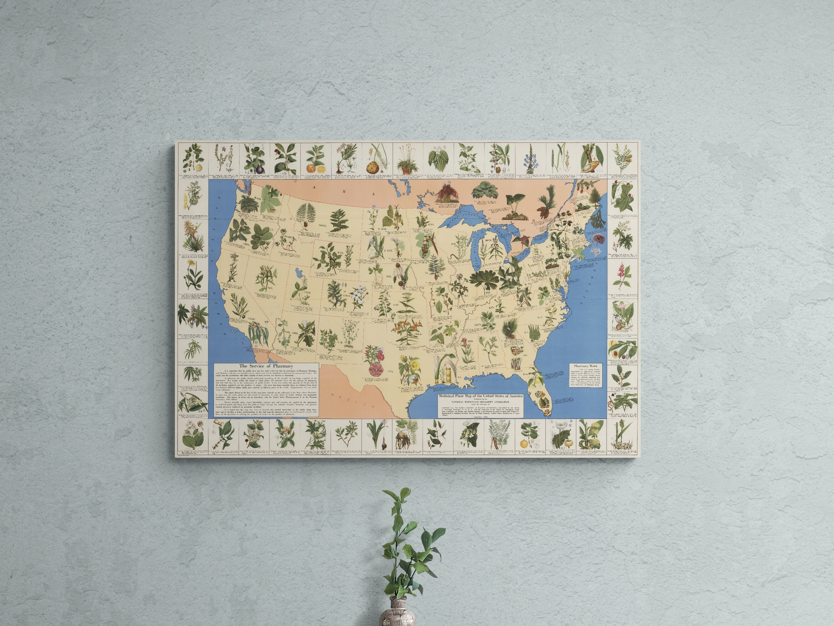 1932 Medicinal Plant Map: Vintage Naturopath Art Poster - Etsy