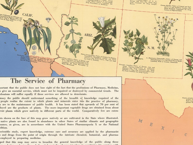 1932 Medicinal Plant Map: Vintage Naturopath Art Poster - Etsy