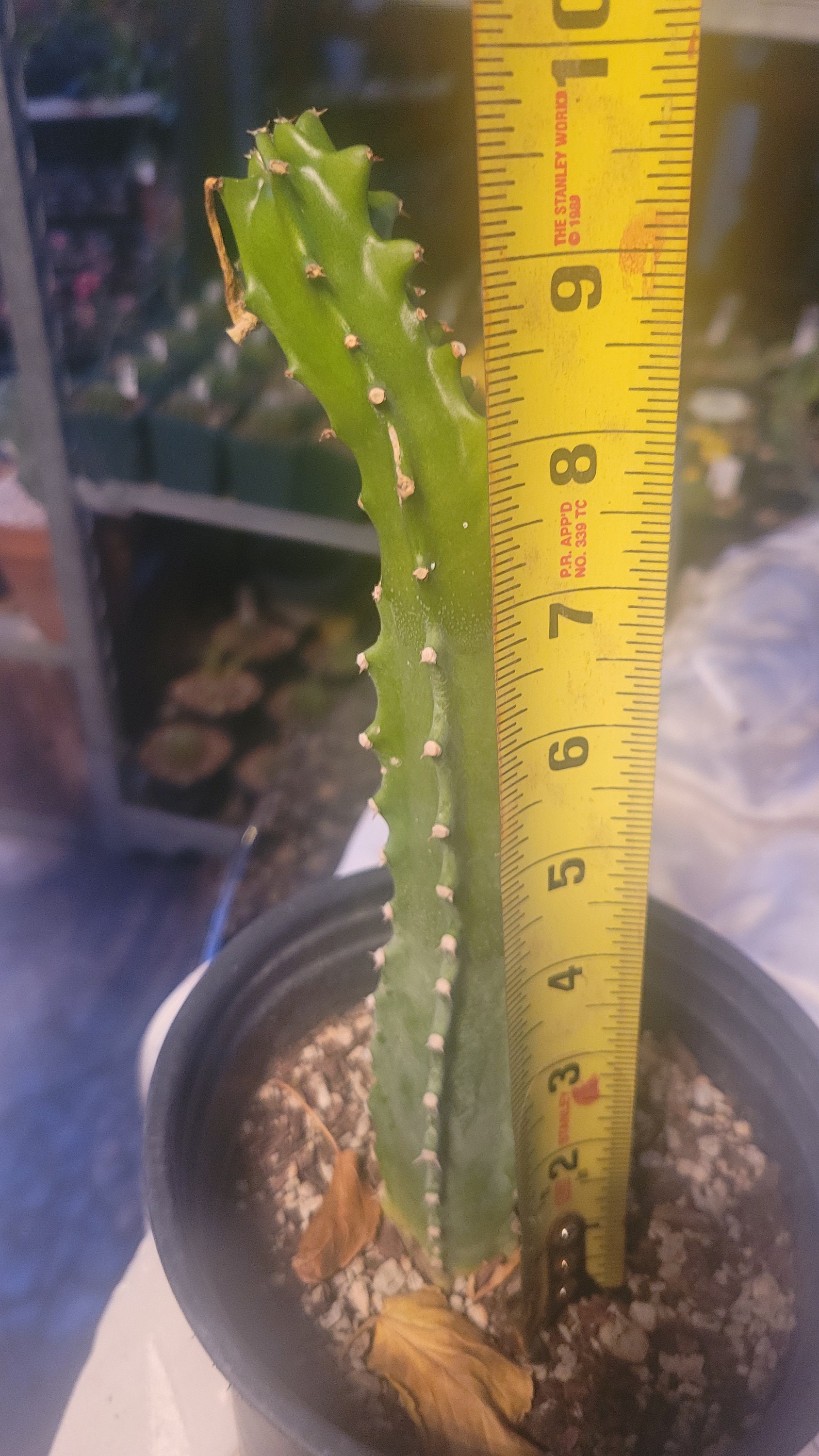 Euphorbia Royleana - Etsy